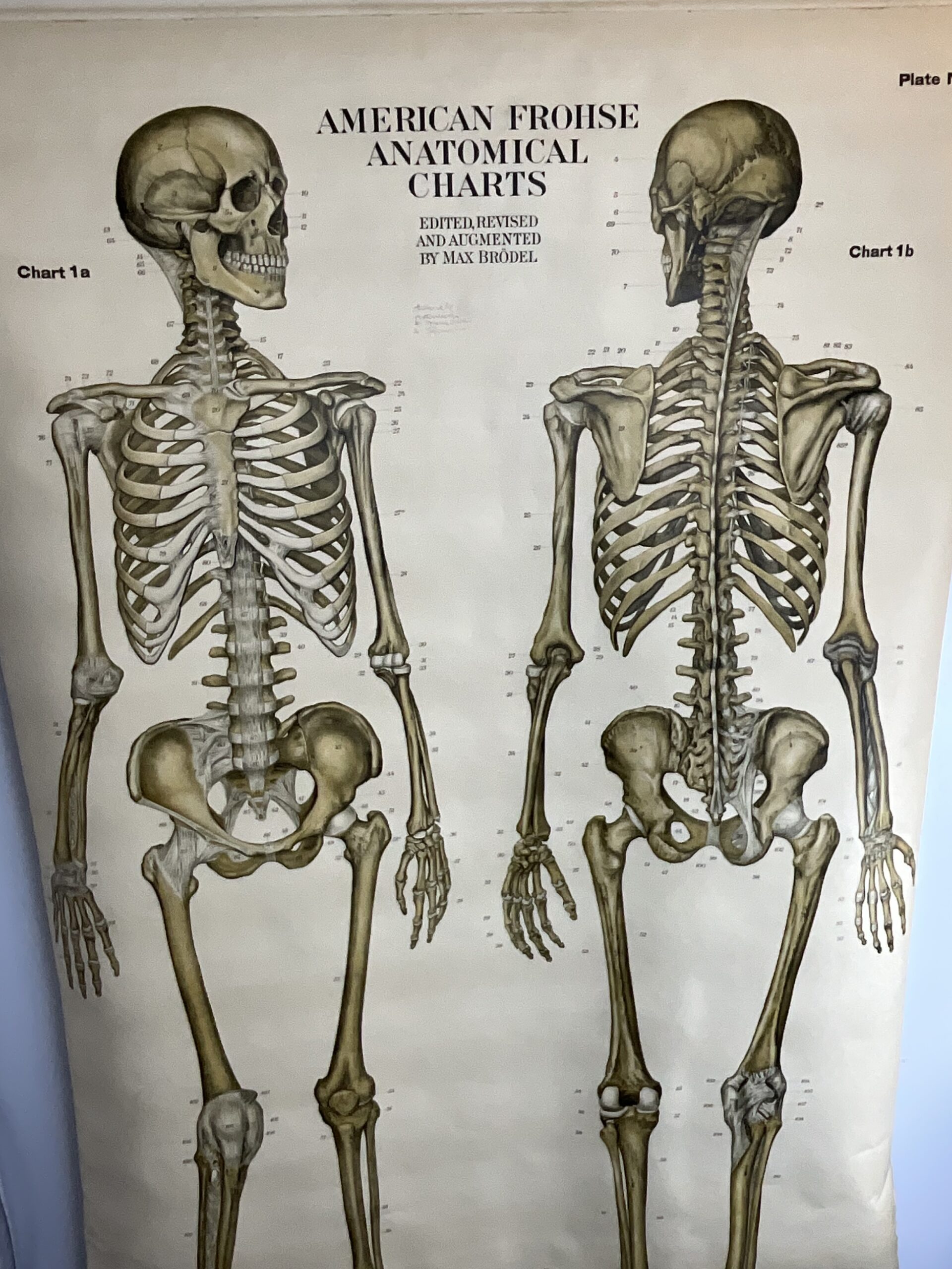 Six (6) American Frohse Anatomical Charts - C.S. Miller Books