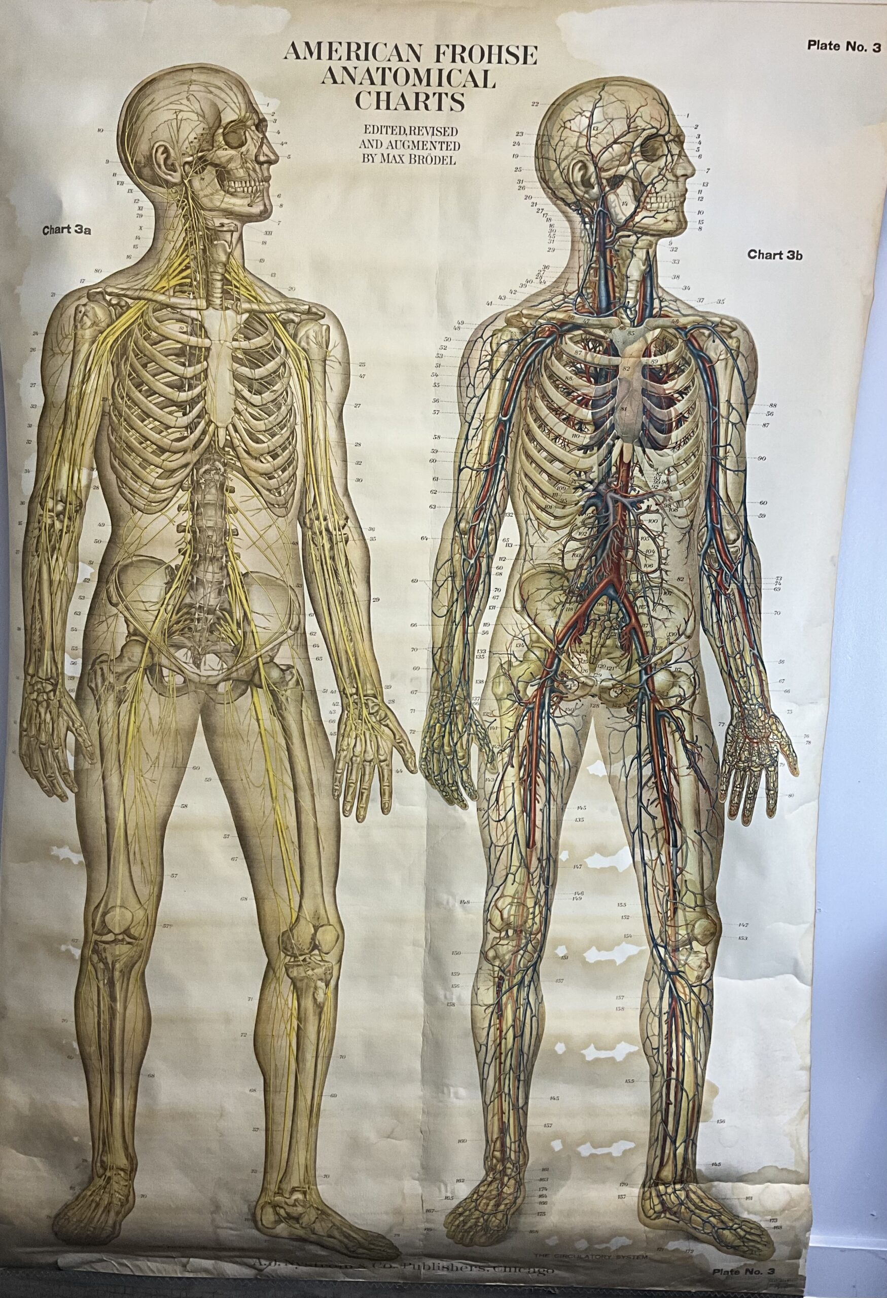 Six (6) American Frohse Anatomical Charts - C.S. Miller Books