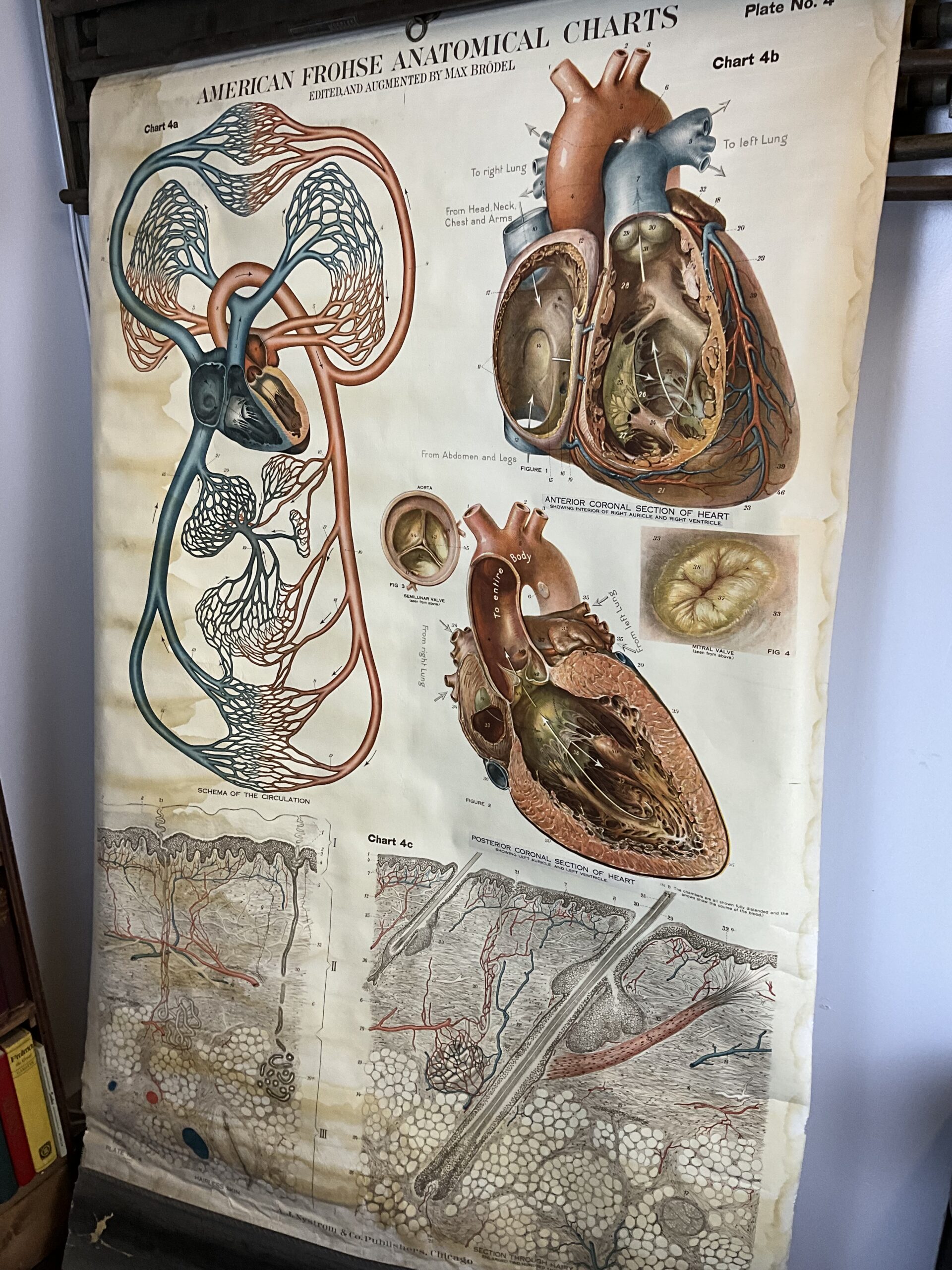 Six (6) American Frohse Anatomical Charts - C.S. Miller Books