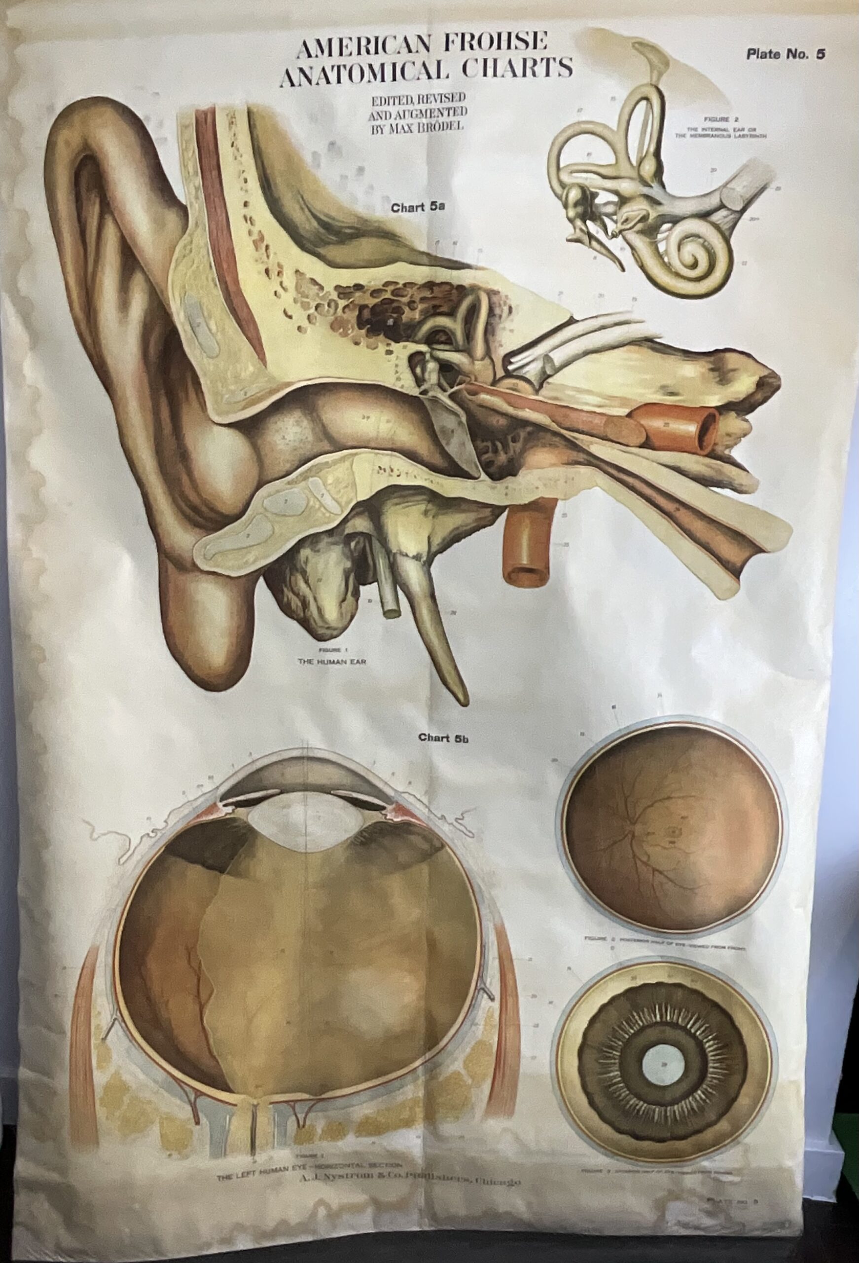 Six (6) American Frohse Anatomical Charts - C.S. Miller Books