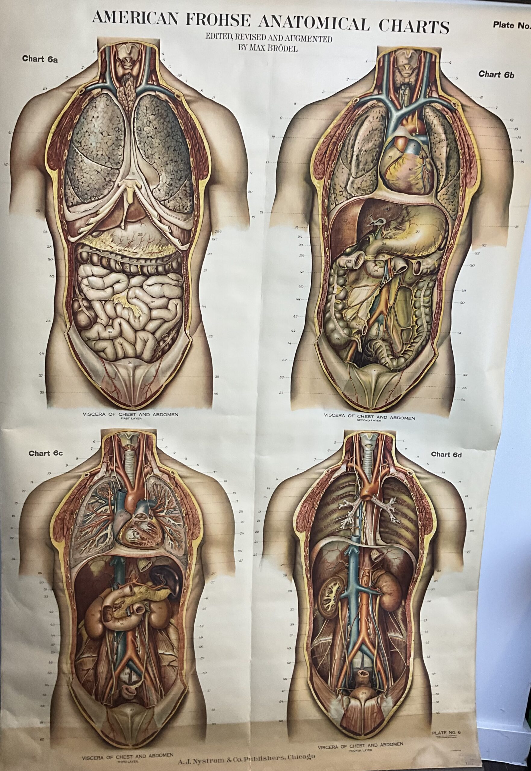 Six (6) American Frohse Anatomical Charts - C.S. Miller Books